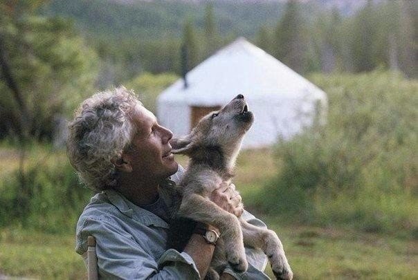 Шесть лет жизни с волками | Добро пожаловать на Землю! | Фотострана ...