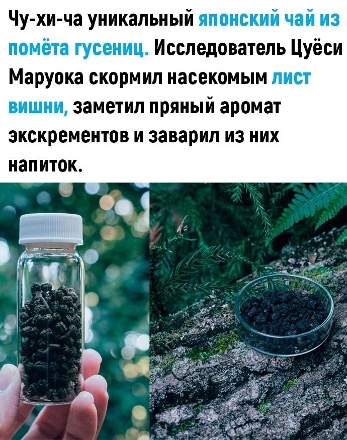 Необычный чай | МЫСЛИ НА МИЛЛИОН | Фотострана | Пост №2675360028